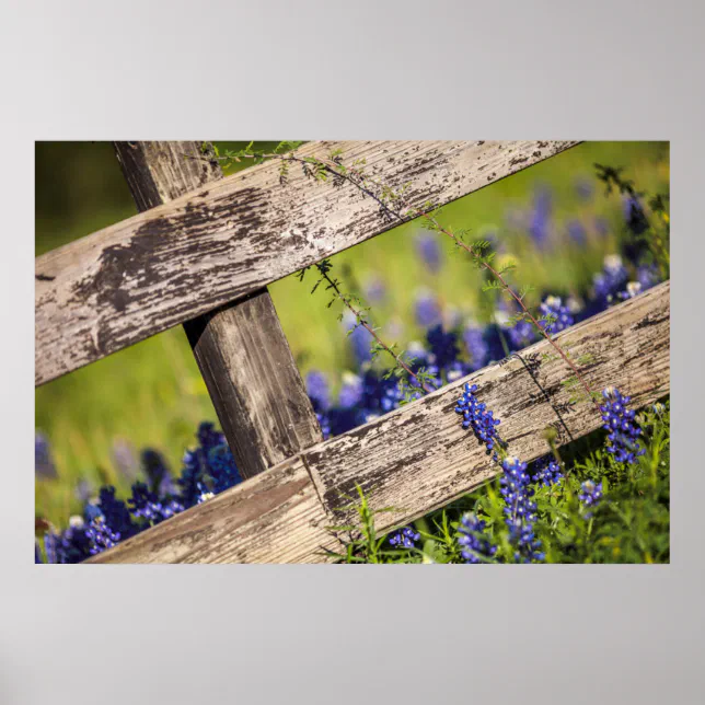 Texas Bluebonnets Around A Country Fence Poster | Zazzle