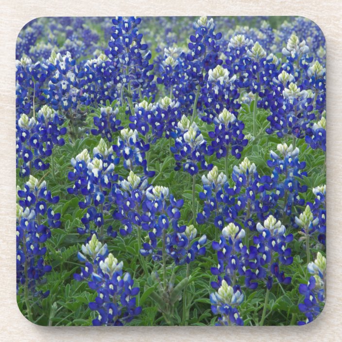 Texas Bluebonnets Field Photo Coaster | Zazzle
