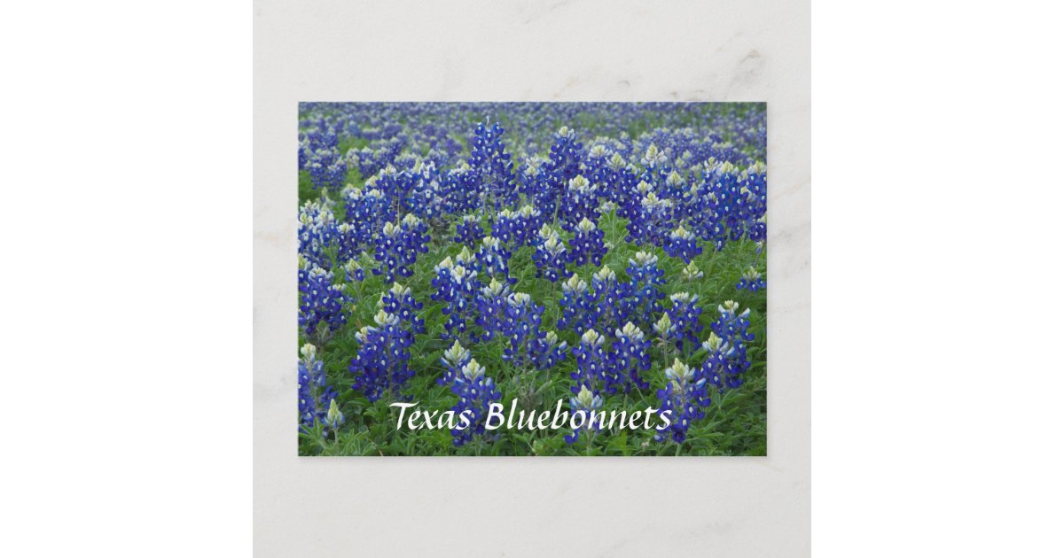Texas Bluebonnets Field Photo Postcard | Zazzle