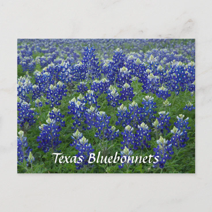 Texas Bluebonnets Field Photo Postcard | Zazzle