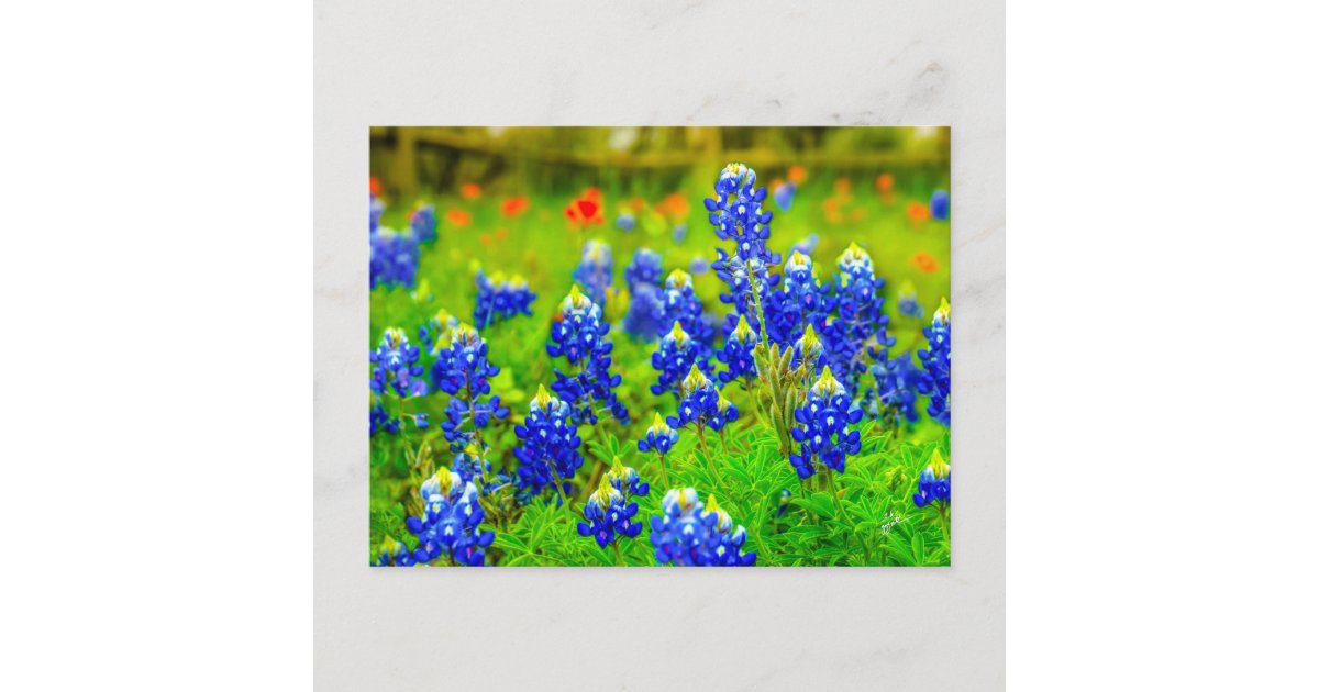 Texas Bluebonnets Indian Paintbrush Postcard | Zazzle