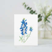 Texas Bluebonnets Postcard | Zazzle