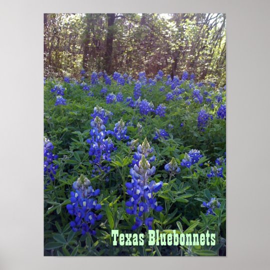 TEXAS BLUEBONNETS POSTER | Zazzle.com