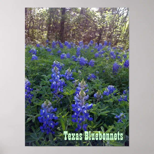TEXAS BLUEBONNETS POSTER | Zazzle