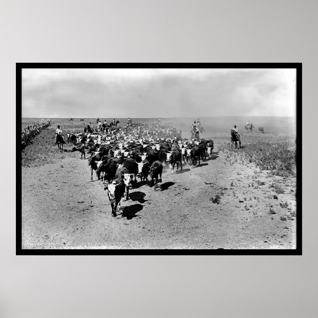 Texas Cattle Drive Poster | Zazzle