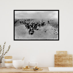 Texas Cattle Drive Poster | Zazzle