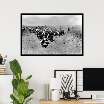 Texas Cattle Drive Poster | Zazzle