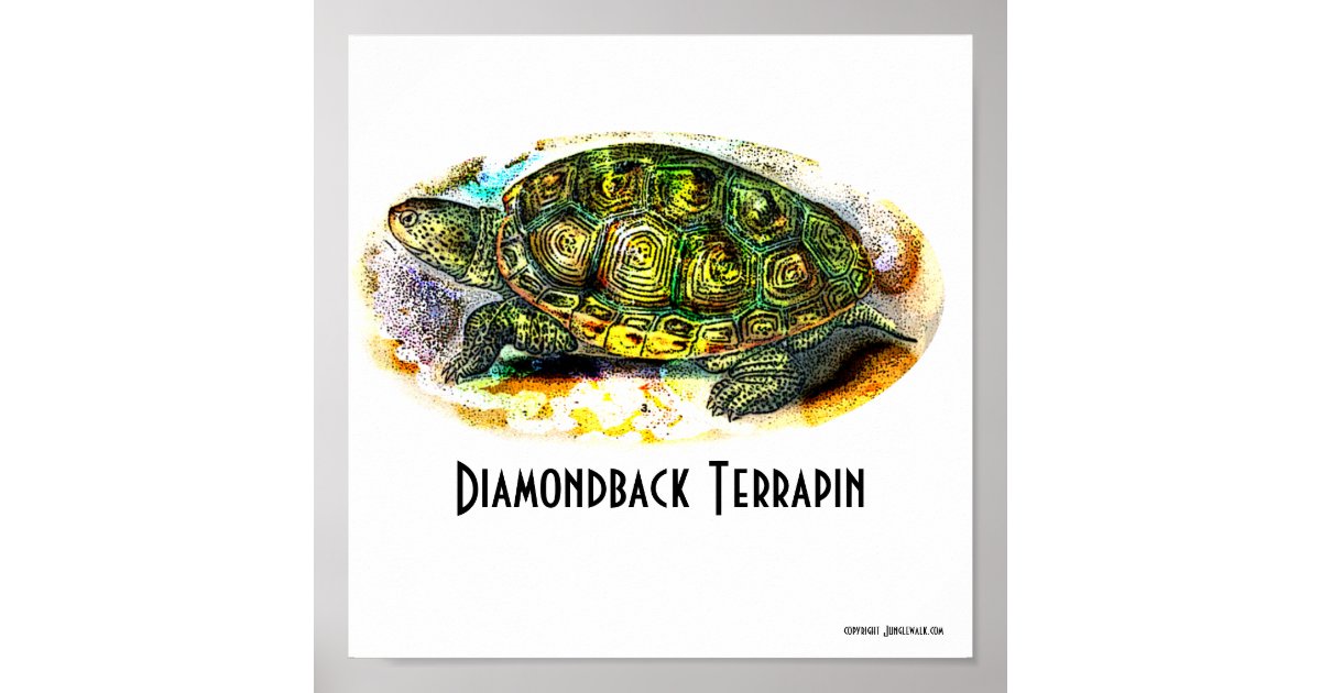 Texas-Diamondback-Terrapin Poster from Junglewalk | Zazzle