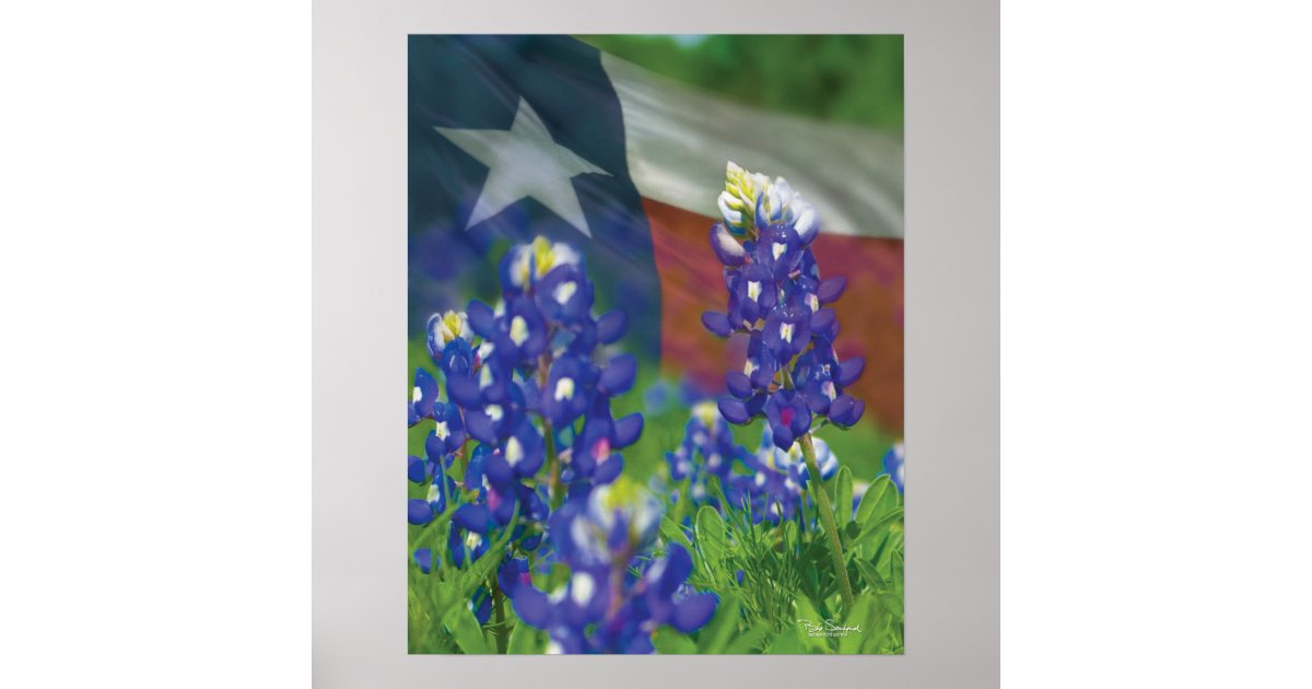 Texas flag bluebonnets poster | Zazzle