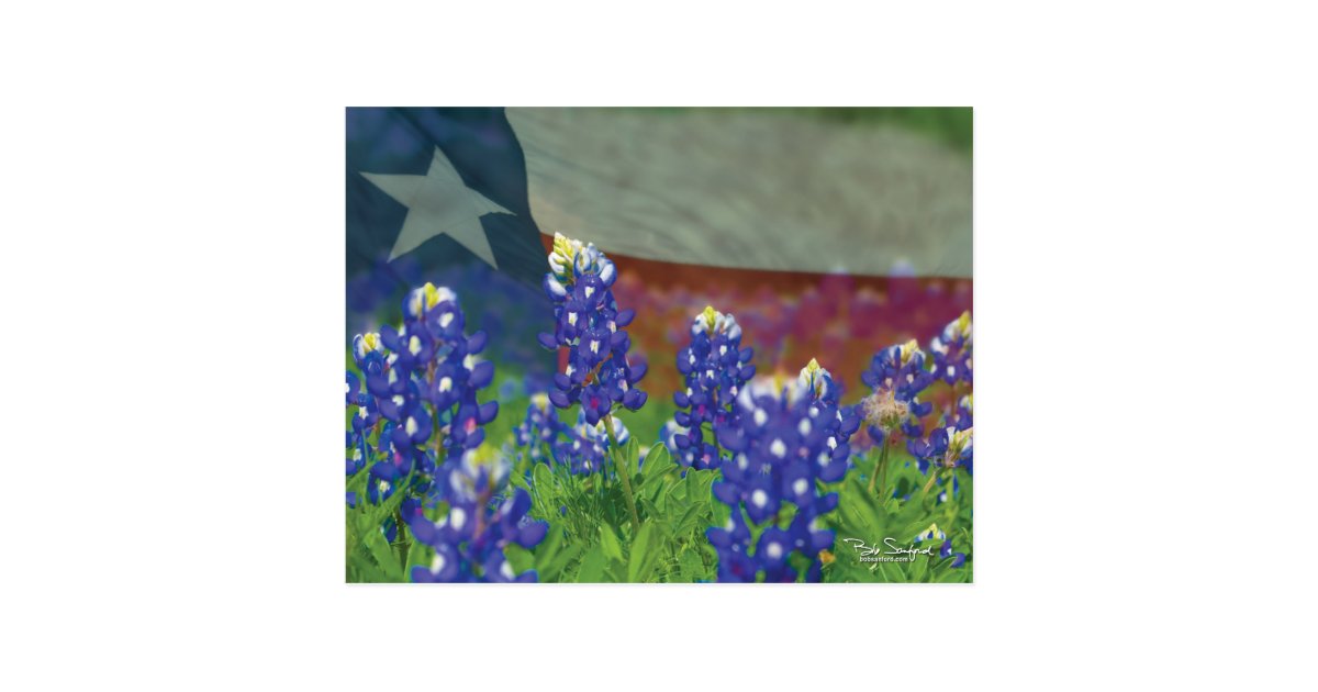 Texas flag with bluebonnets postcard | Zazzle.com