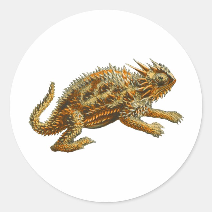 Texas Horned Lizard Classic Round Sticker | Zazzle