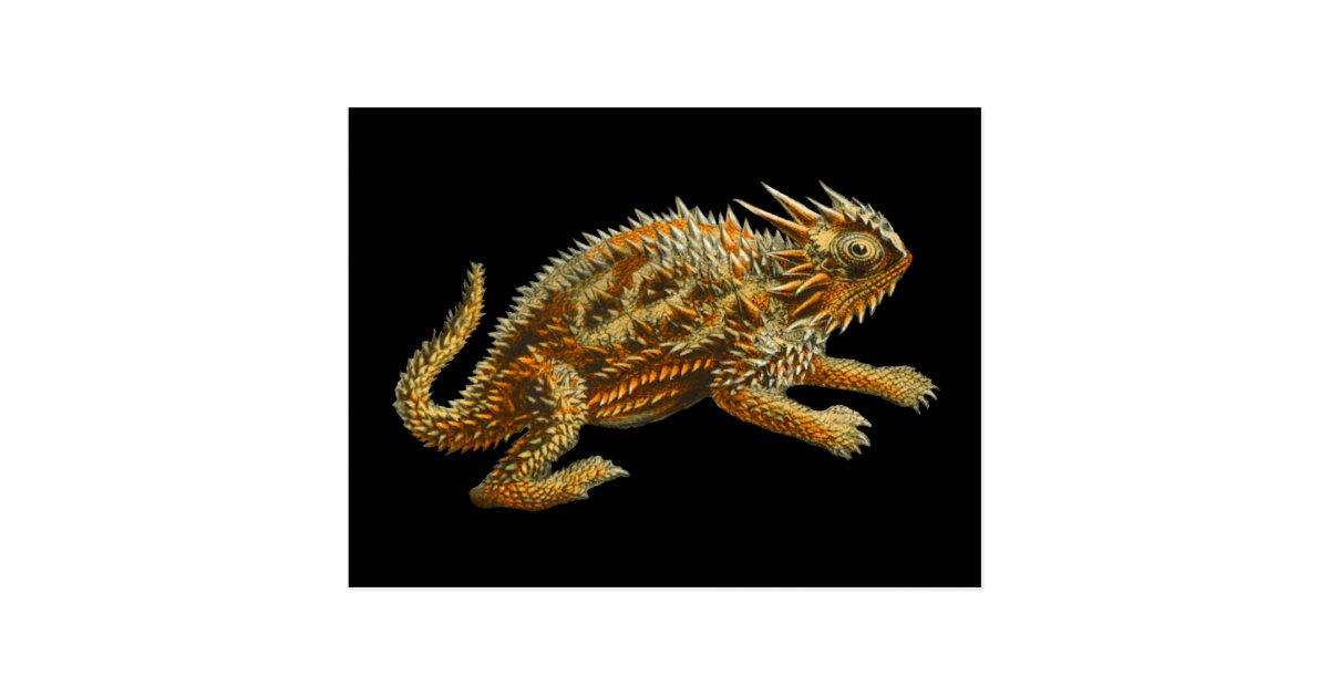 Texas Horned Lizard Postcard | Zazzle.com