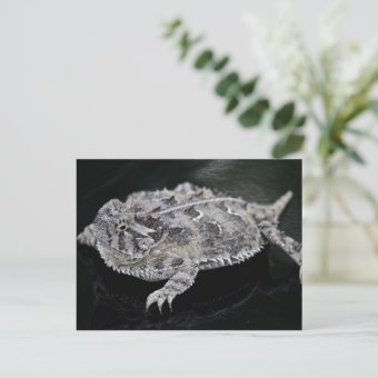 Texas Horned Lizard - Texas State Reptile Postcard | Zazzle