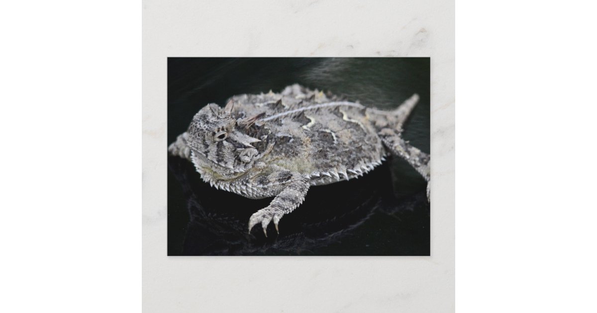 Texas Horned Lizard - Texas State Reptile Postcard | Zazzle