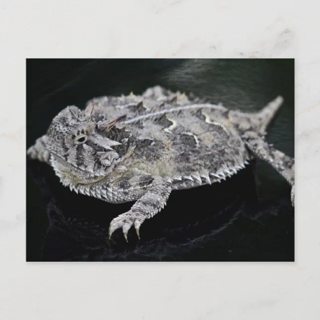 Texas Horned Lizard - Texas State Reptile Postcard | Zazzle