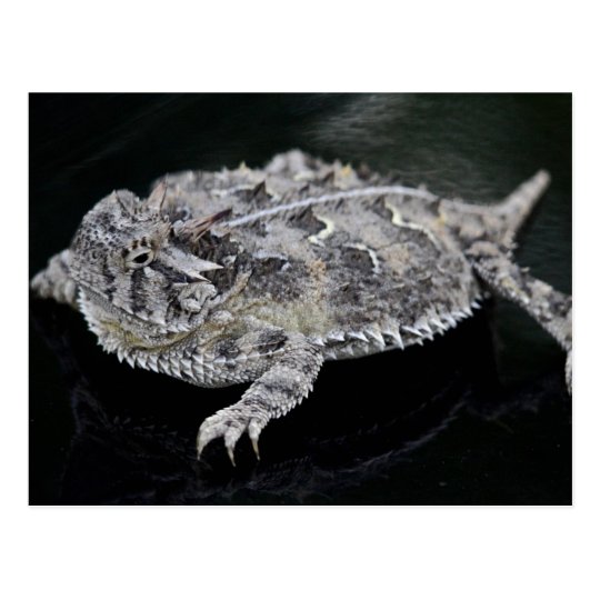 Texas Horned Lizard - Texas State Reptile Postcard | Zazzle.com