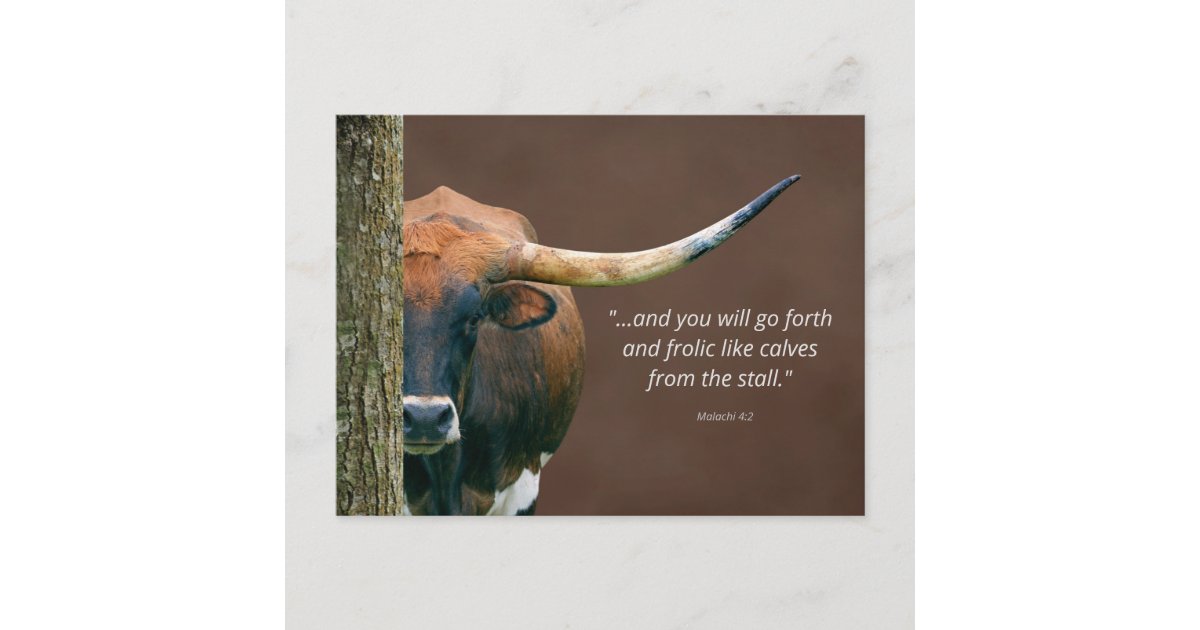 Texas Longhorn Cow Postcard - Easily Personalized | Zazzle