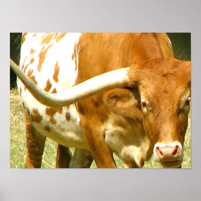 Texas Longhorn Up Close Poster | Zazzle