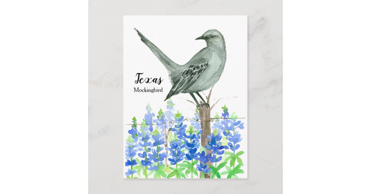 Texas Mockingbird Bluebonnet Watercolor Postcard | Zazzle