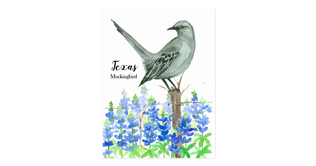 Texas Mockingbird Bluebonnet Watercolor Postcard | Zazzle.com