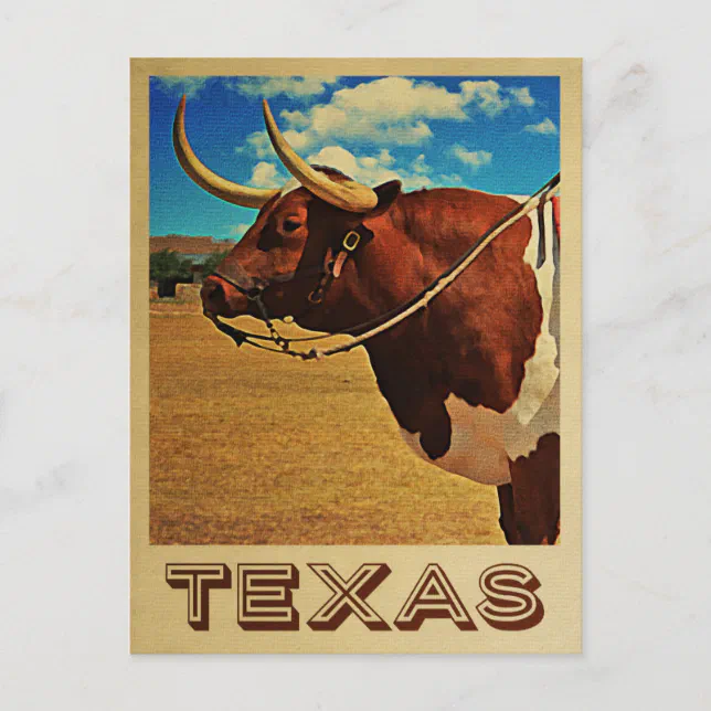 Texas Postcard Bull Vintage Travel Cattle Ranch | Zazzle