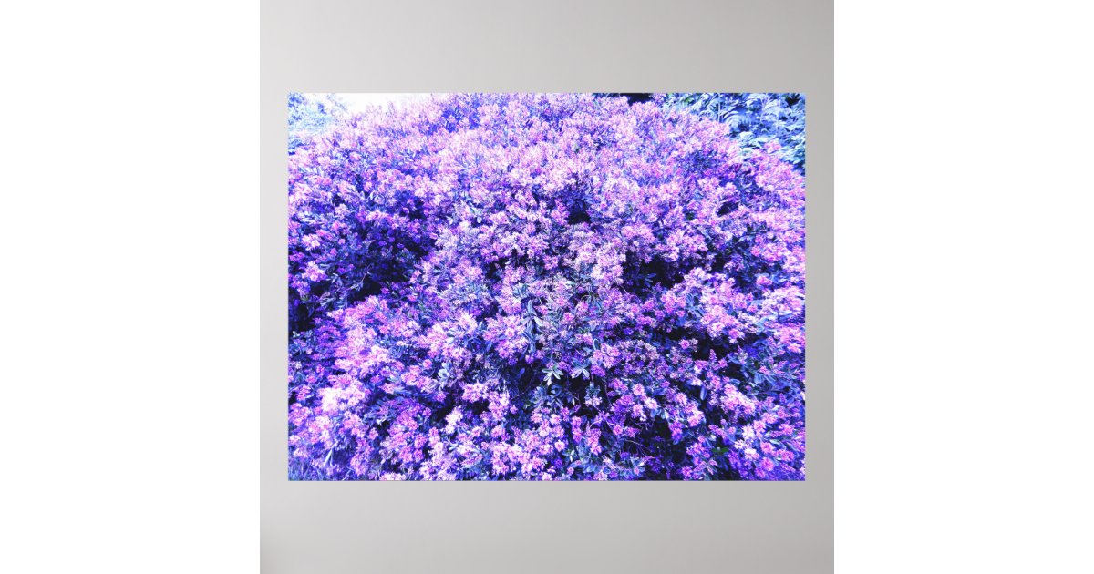 TEXAS SAGE POSTER | Zazzle