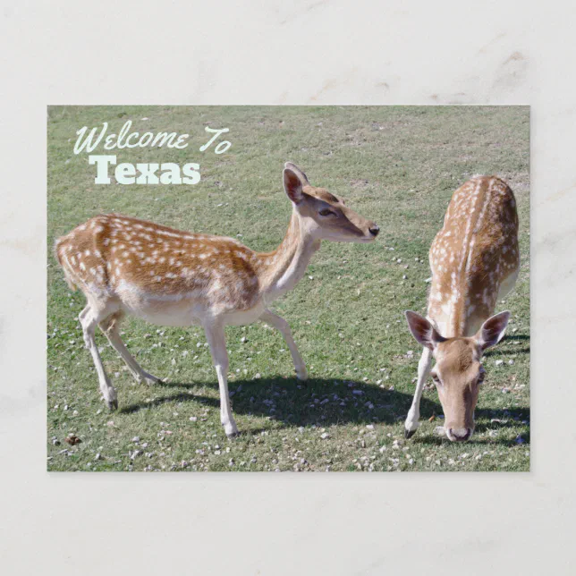 Texas State Postcard | Zazzle