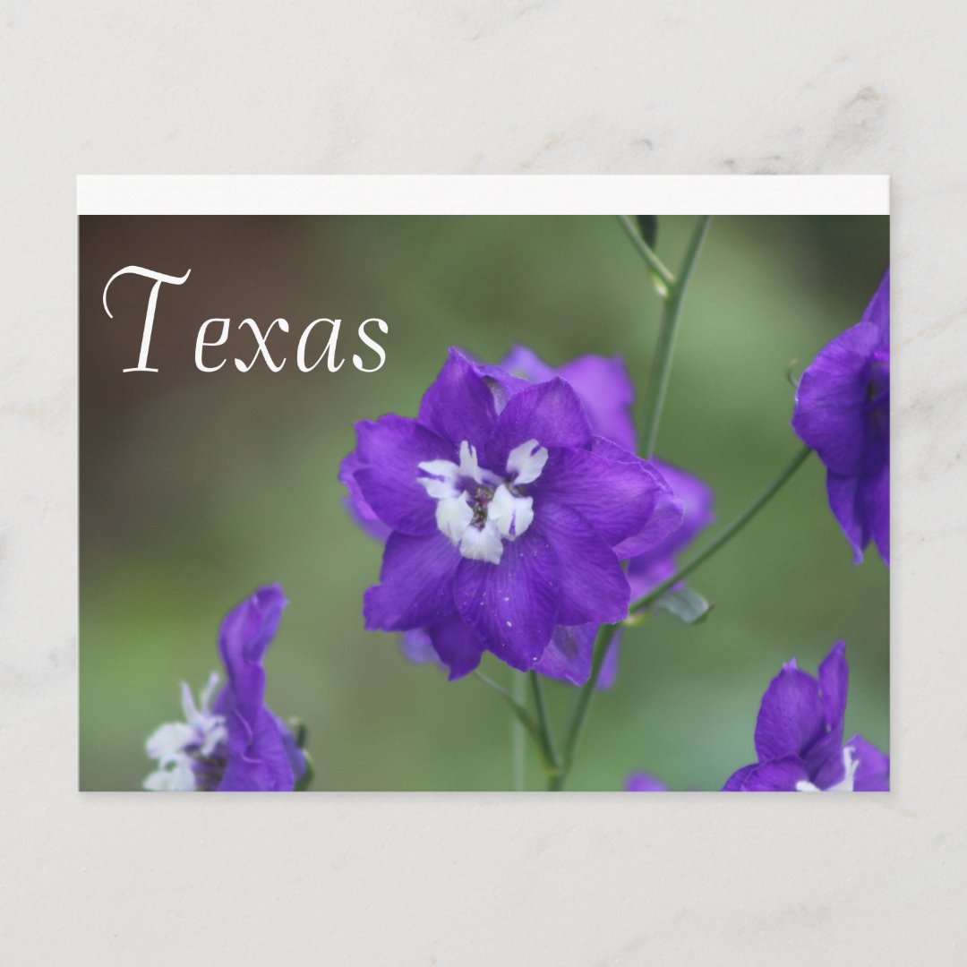 Texas Wildflower Postcard-Purple Wildflower Postcard | Zazzle
