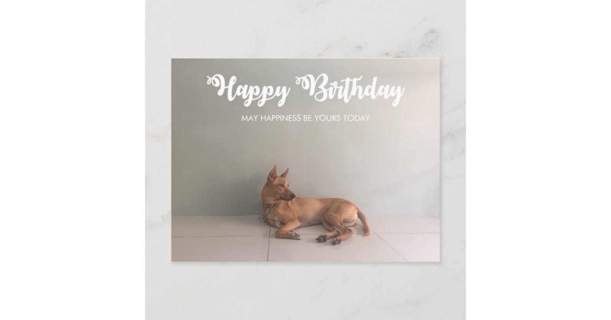 Thai Ridgeback Dog Happy Birthday Postcard | Zazzle