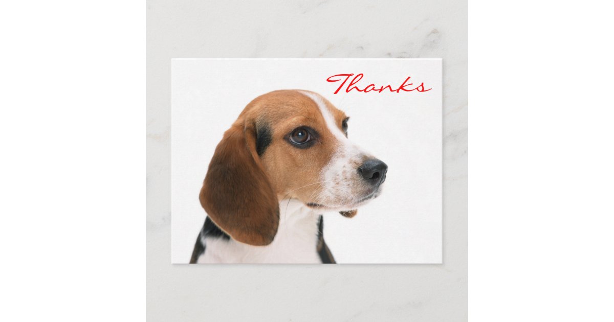 Thank You Beagle Puppy Dog Greeting Postcard | Zazzle