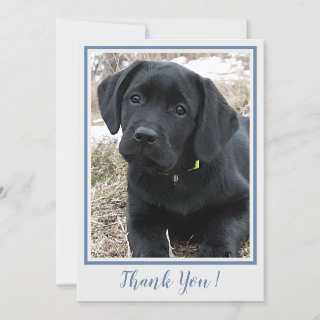 Thank You Black Labrador- Blue Gray Cute Puppy Dog | Zazzle