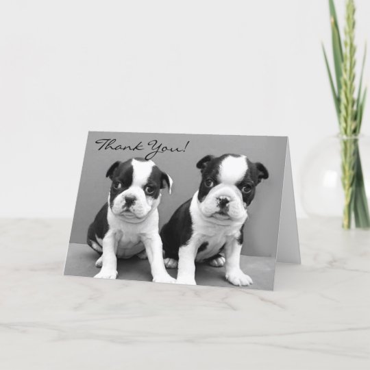 Thank You Boston terrier puppies greeting card | Zazzle