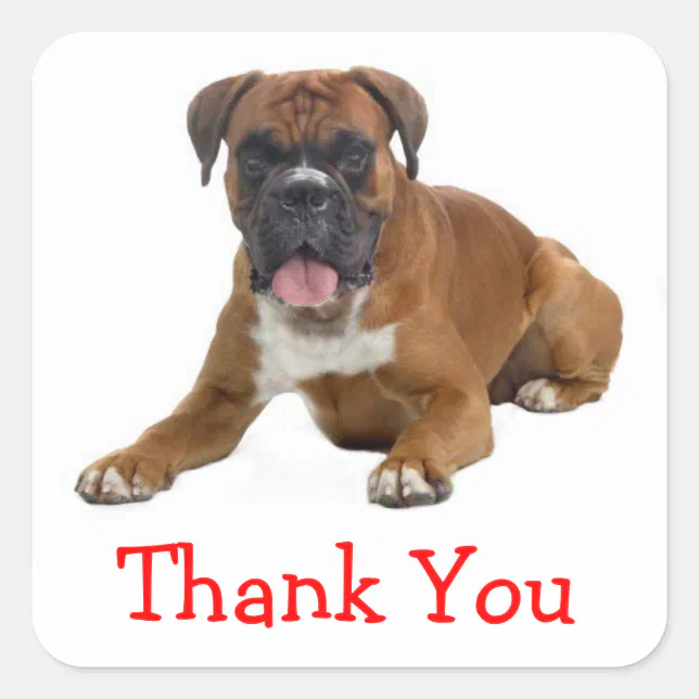 Thank You Boxer Puppy Dog Greeting Sticker | Zazzle