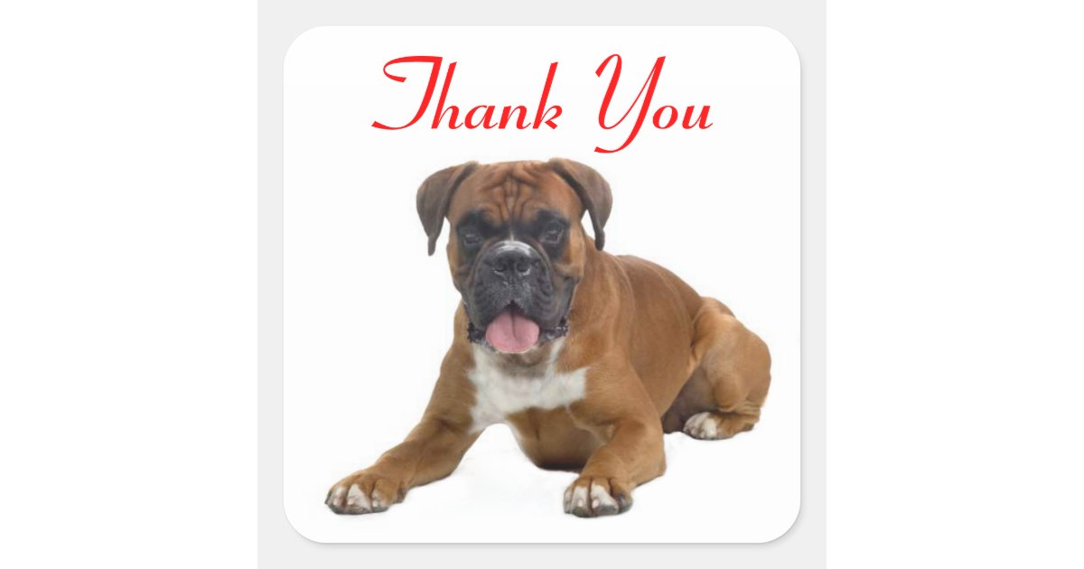 Thank You Boxer Puppy Dog Greeting Sticker | Zazzle.com