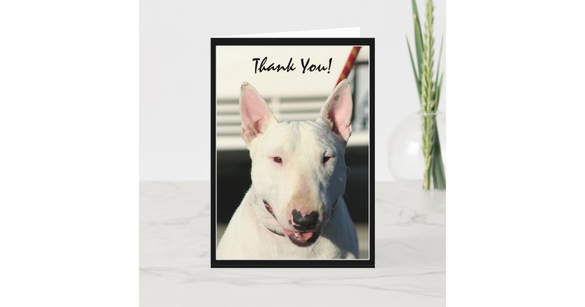 Thank you Bull Terrier greeting card | Zazzle