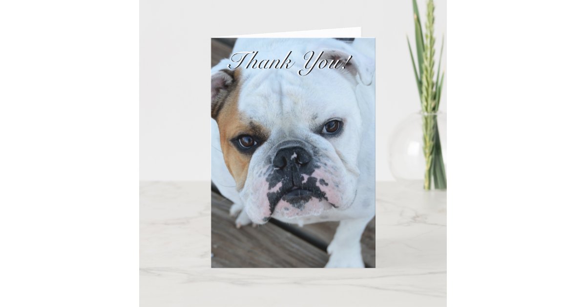 Thank you bulldog greeting card | Zazzle