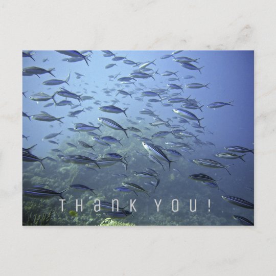 Thank You Card. Shoal of Fish. Diving Underwater. Postcard | Zazzle.com