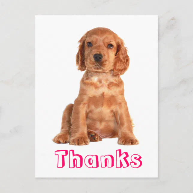 Thank You Cocker Spaniel Puppy Dog Postcard | Zazzle