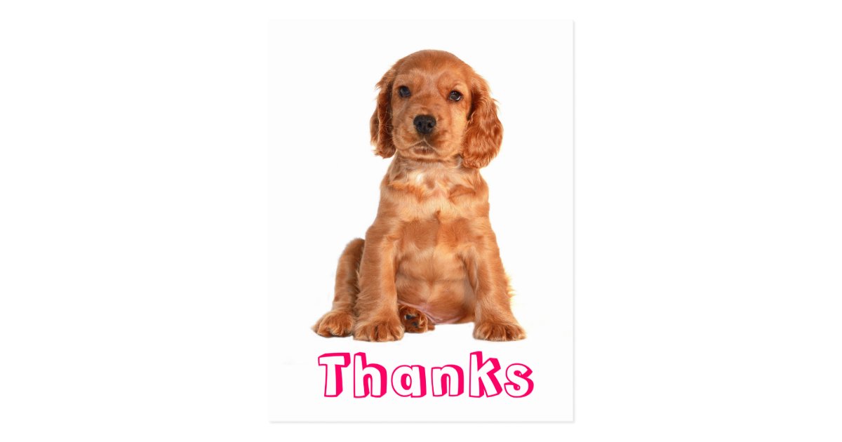 Thank You Cocker Spaniel Puppy Dog Postcard | Zazzle.com