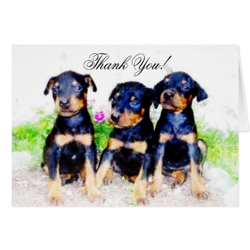 Thank You Doberman Pinscher pups greeting card | Zazzle