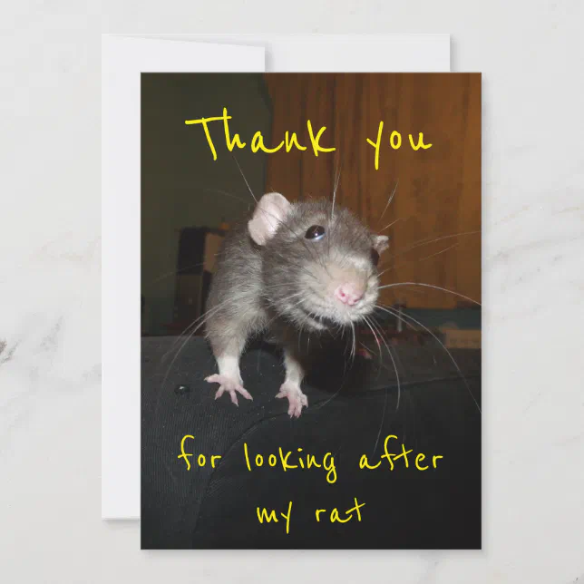 Thank you for looking after my rat card | Zazzle