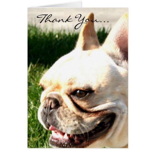 Thank you French bulldog greeting card | Zazzle