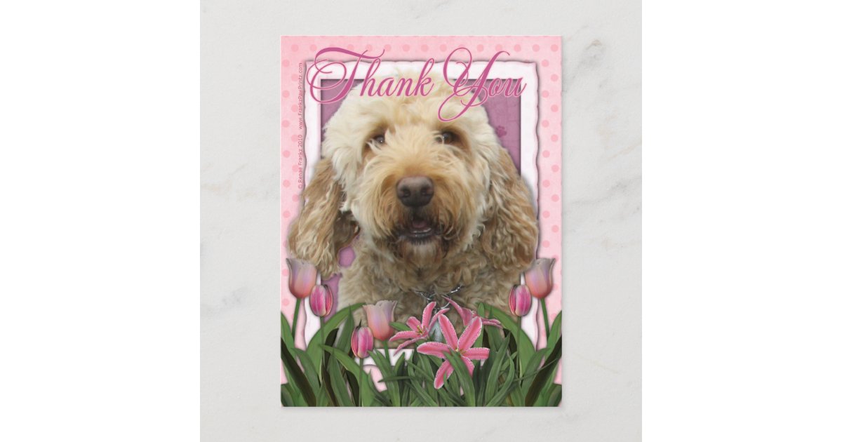 Thank You - Goldendoodle Postcard | Zazzle