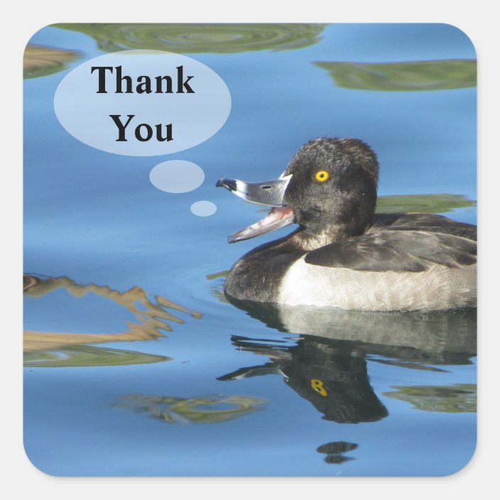 Thank You Humorous Duck Appreciation Square Sticker | Zazzle.com