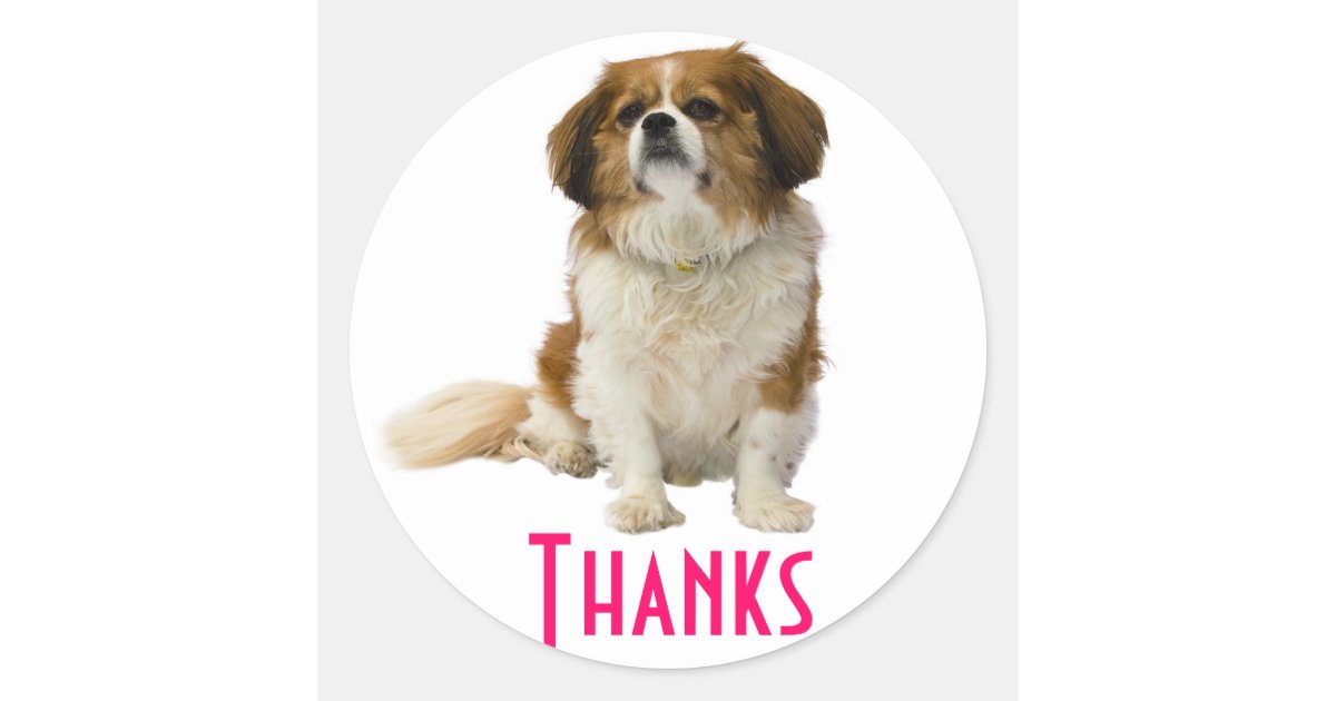 Thank You King Charles Spaniel Puppy Sticker | Zazzle