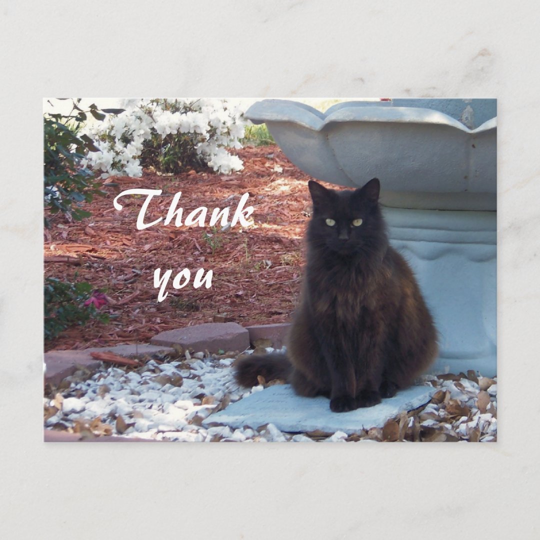 Thank you Kitty Postcard | Zazzle