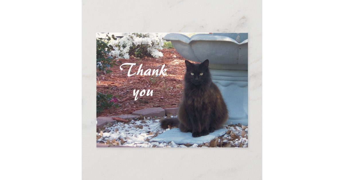 Thank you Kitty Postcard | Zazzle
