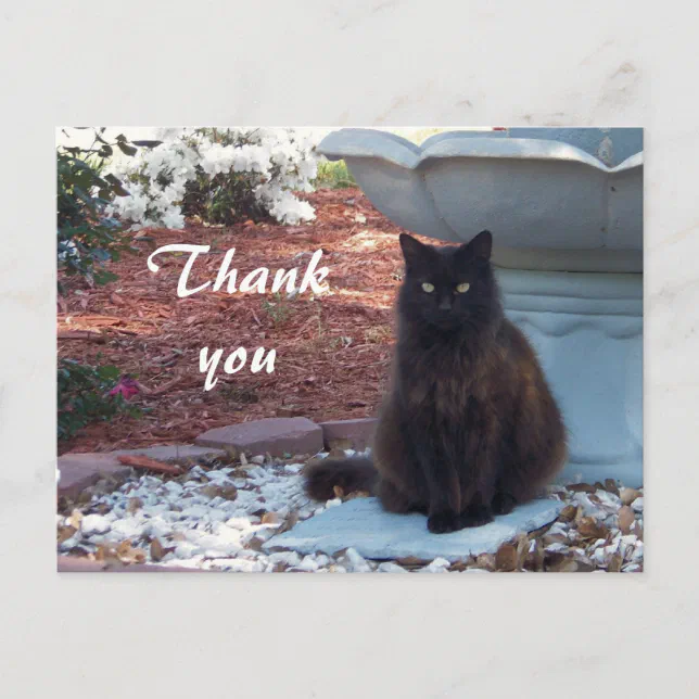 Thank you Kitty Postcard | Zazzle