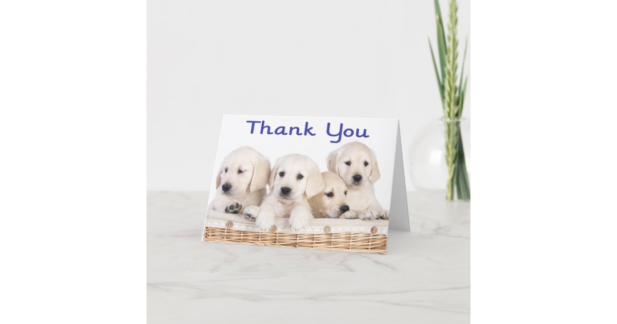Thank You Labrador Retriever Puppy Dogs Card | Zazzle