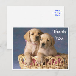 Thank You Labrador Retriever Puppy Post Card | Zazzle